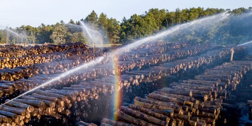 Grading an American Oak Log - World Cooperage